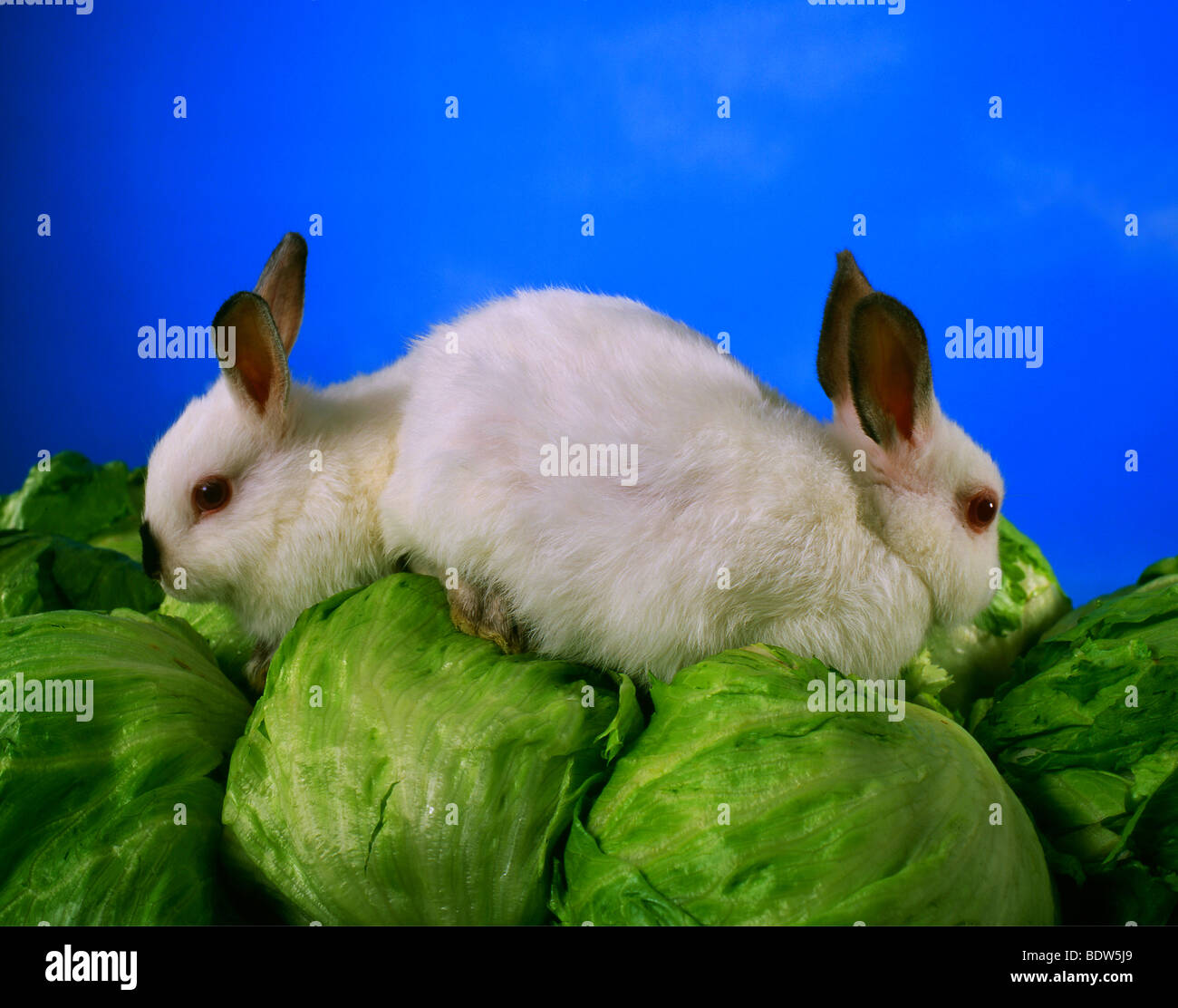 Rabbits cabbage hi-res stock photography and images - Alamy