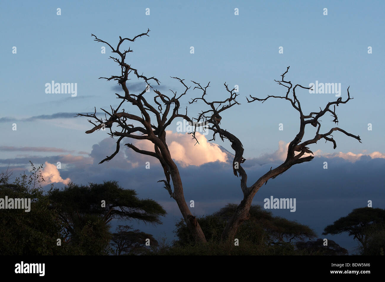 KENYA Sunset landscape with trees and Mount Kilimanjaro in background ...
