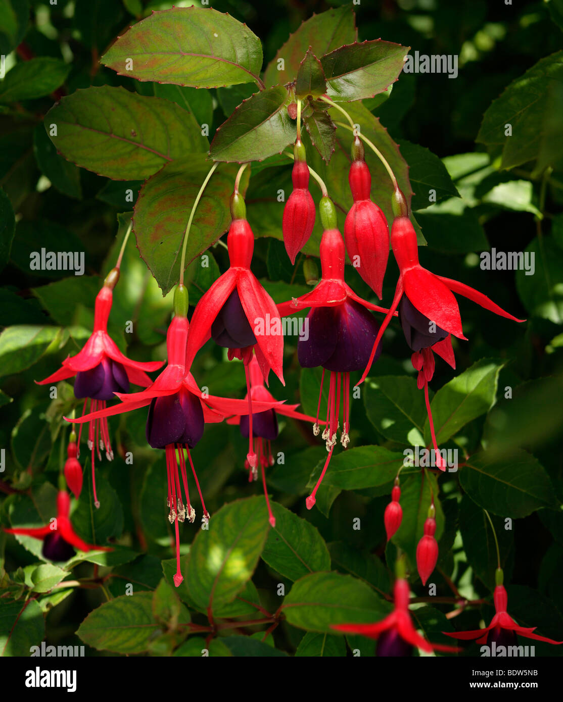 group of fuchsias Stock Photo - Alamy
