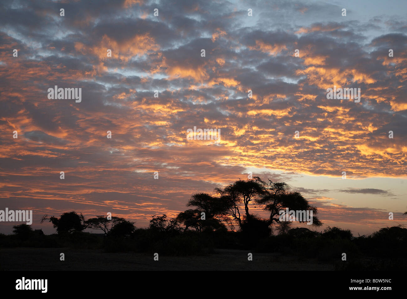 KENYA Sunset landscape with large tree, Amboseli National Park. Photo ...