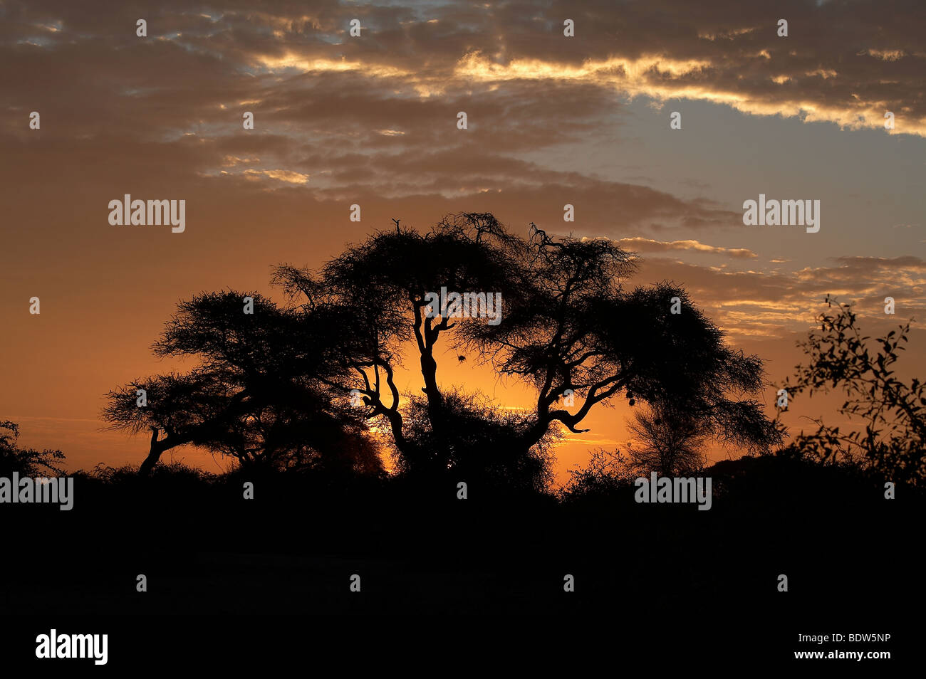 KENYA Sunset landscape with large tree, Amboseli National Park. Photo ...
