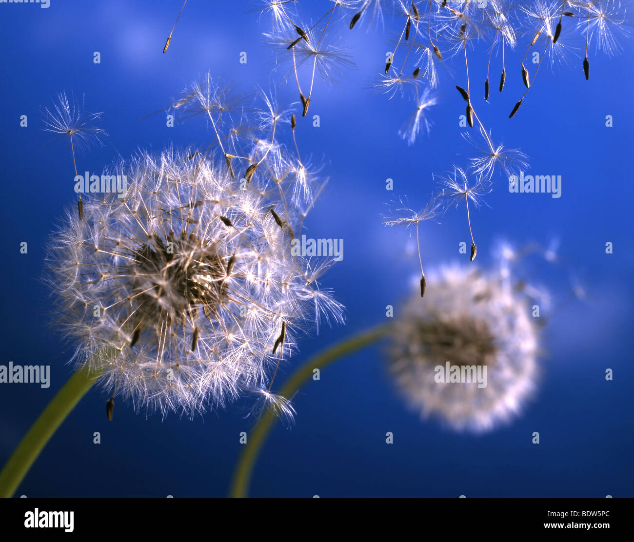 Dandelion under wind Stock Photo - Alamy