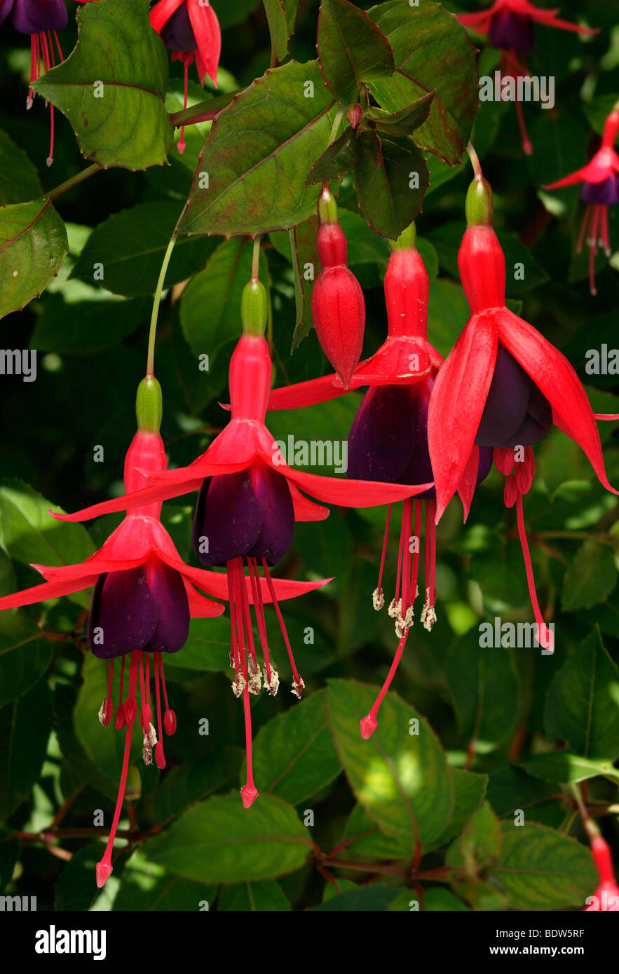 Fuchsias cut out hi-res stock photography and images - Alamy