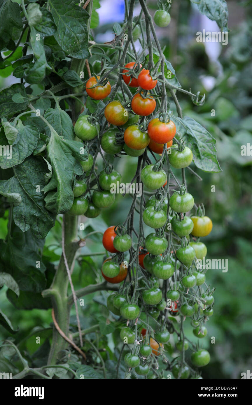 Vine tomatoes ripening in greenhouse Stock Photo - Alamy