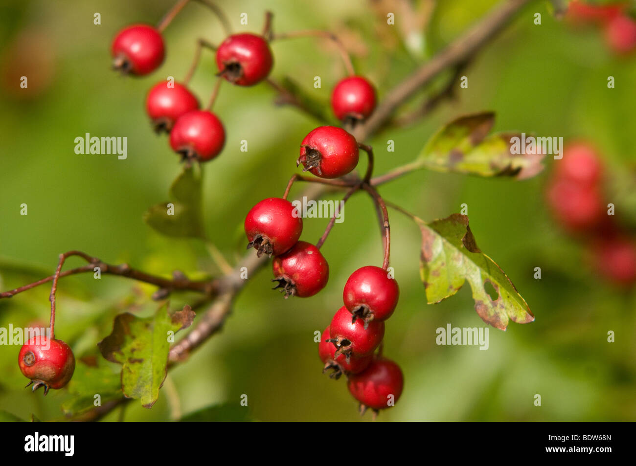 Hedging hawthorn hi-res stock photography and images - Alamy