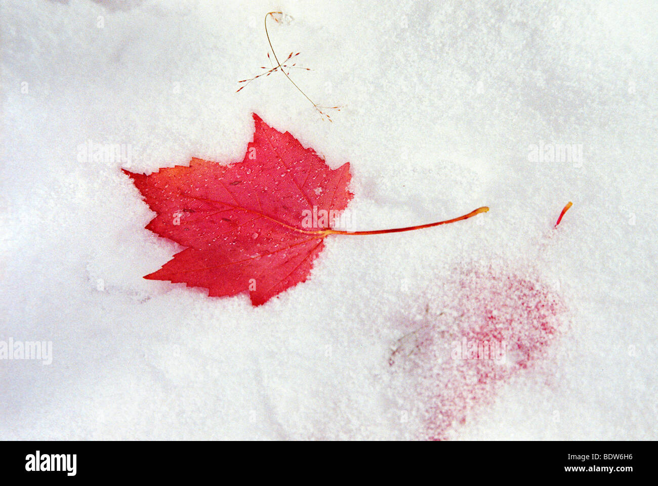 Red maple leaf in full fall foliage on fresh snow Stock Photo - Alamy