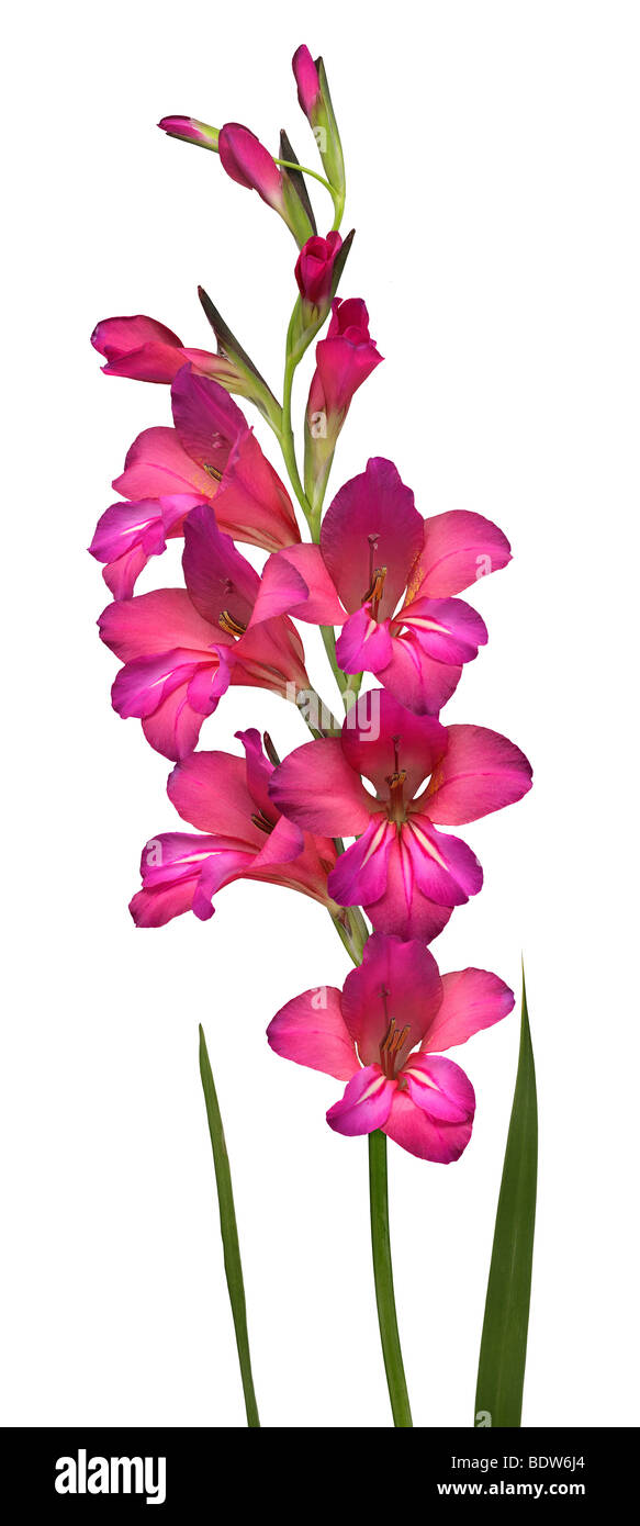 gladiolus byzantine photographed in studio Stock Photo - Alamy
