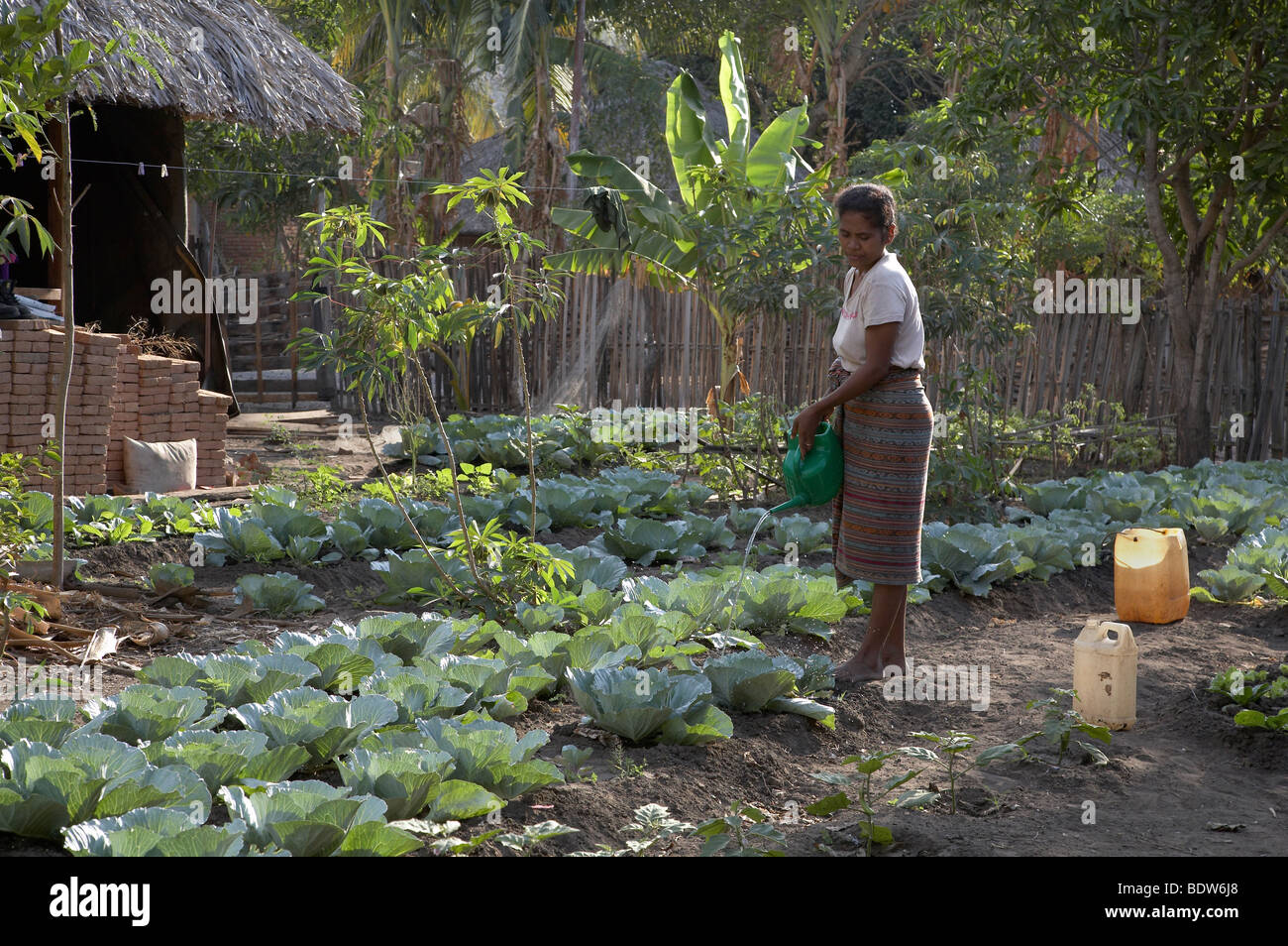 TIMOR LESTE Woman watering cabbage, Oecussi-Ambeno PHOTOGRAPH by SEAN ...