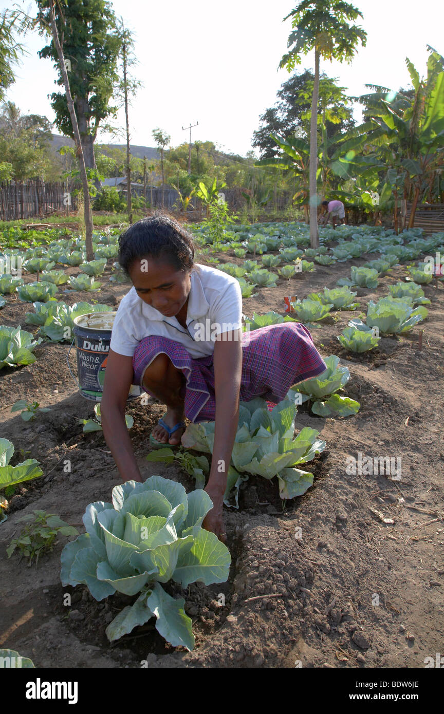 TIMOR LESTE Woman watering cabbage, Oecussi-Ambeno PHOTOGRAPH by SEAN ...