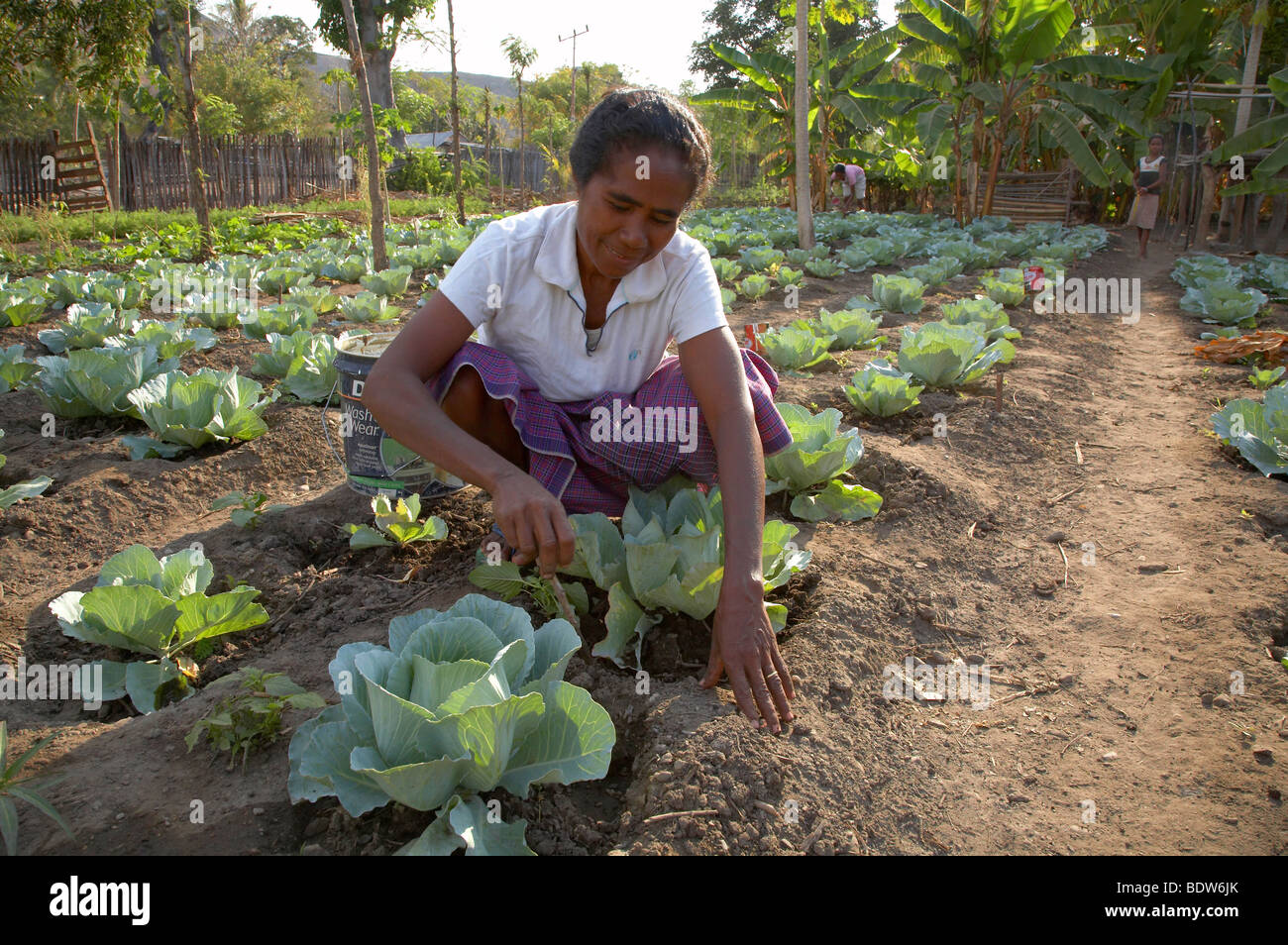 TIMOR LESTE Woman cultivating cabbage, Oecussi-Ambeno PHOTOGRAPH by ...