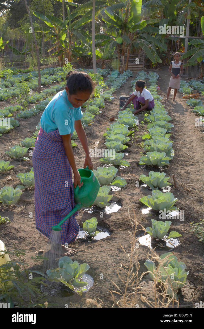 TIMOR LESTE Woman watering cabbage, Oecussi-Ambeno PHOTOGRAPH by SEAN ...