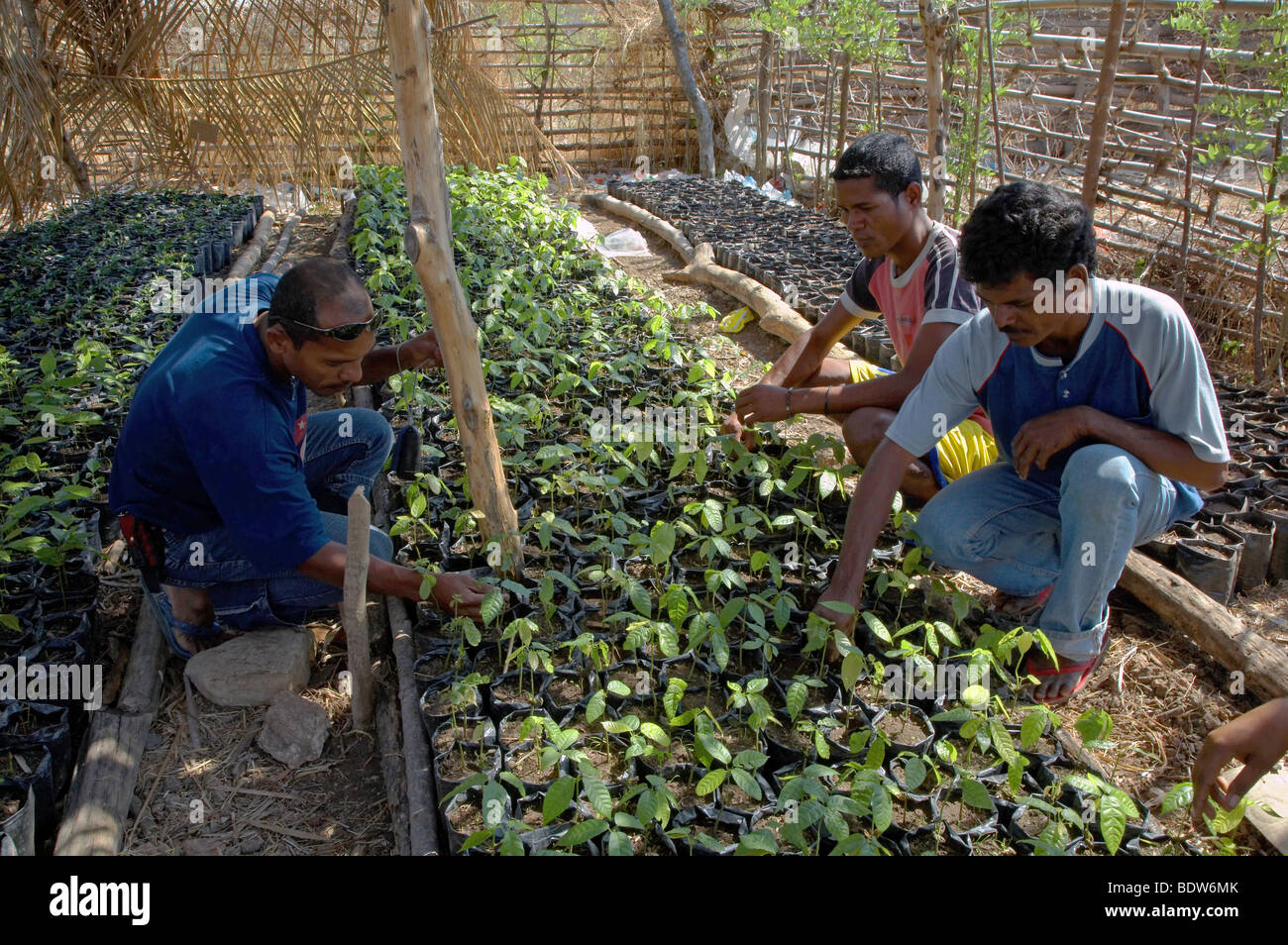 TIMOR LESTE Small agro-forestry nursery at Usi Takeno, Oecussi-Ambeno ...