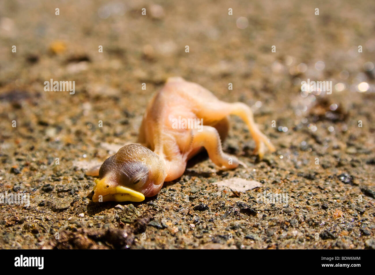 Dead chick hi-res stock photography and images - Alamy