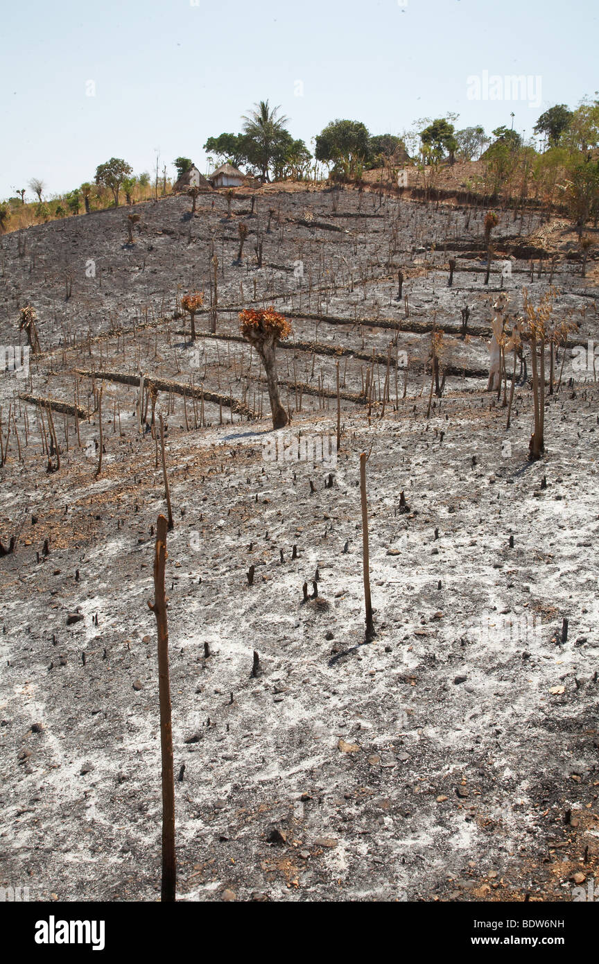 TIMOR LESTE Slash and burn farming in Oecussi-Ambeno. PHOTOGRAPH by ...