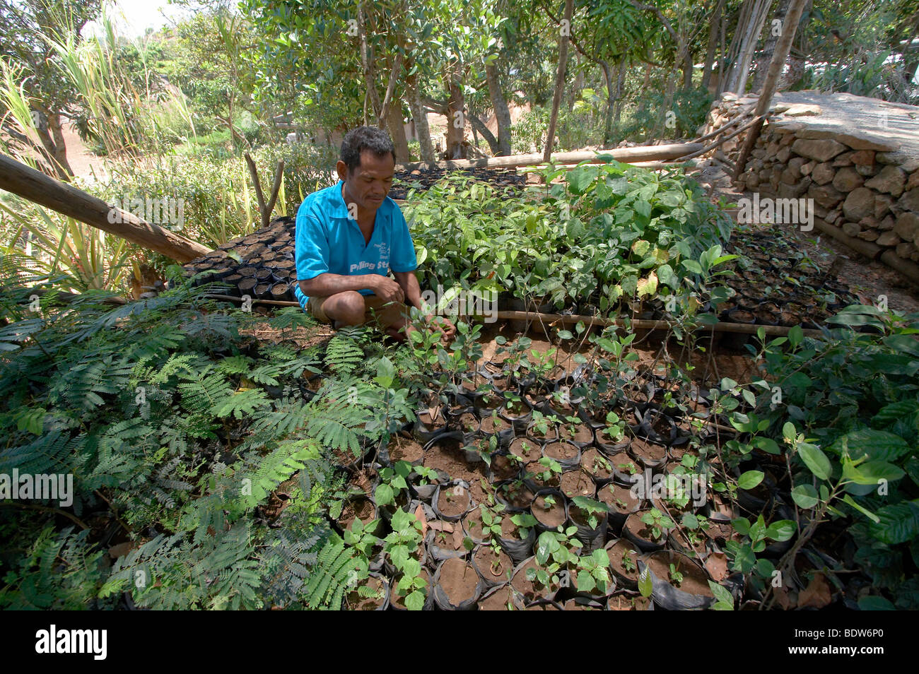 TIMOR LESTE Agro-forestry nursery, Oecussi-Ambeno PHOTOGRAPH by SEAN ...