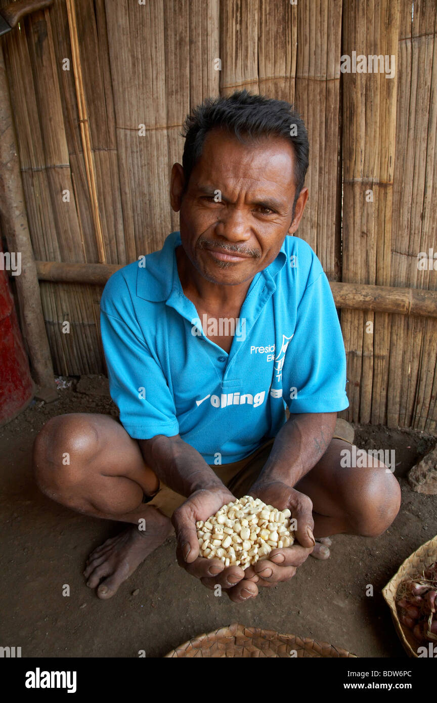TIMOR LESTE Man holding maize (corn) seeds for planting next season ...