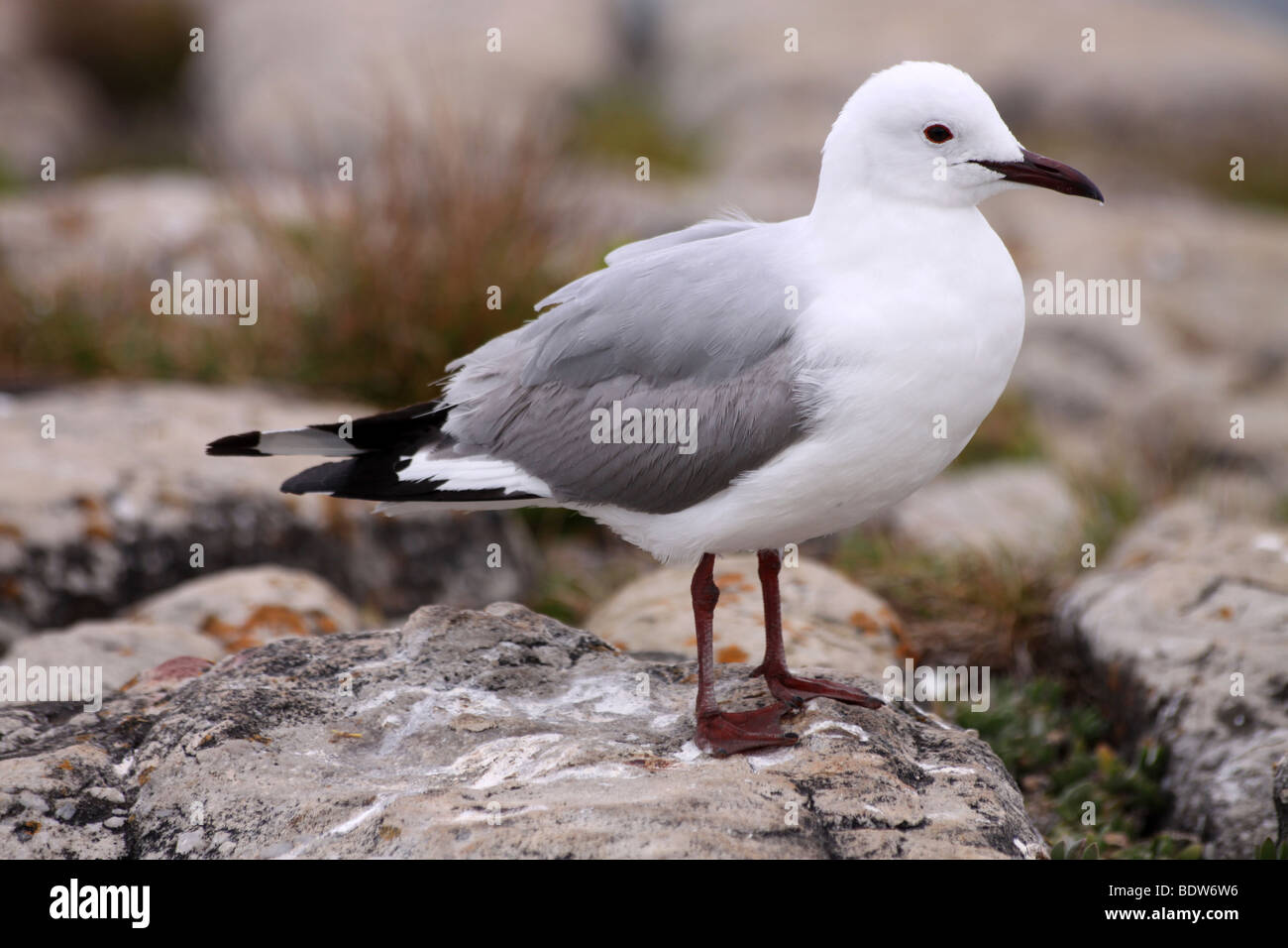 African gulls hi-res stock photography and images - Alamy