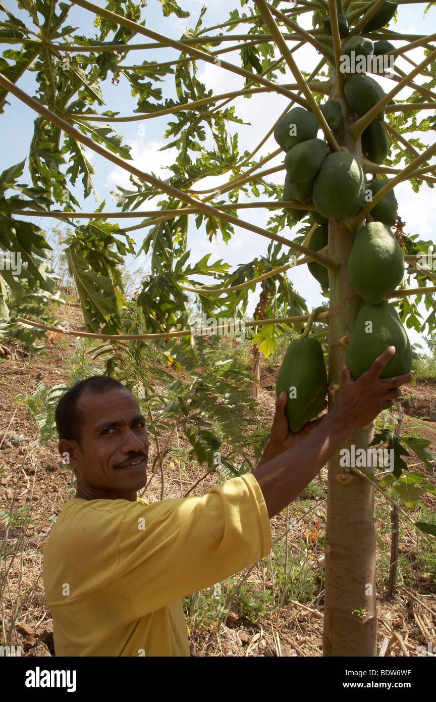 TIMOR LESTE Vegetable and fruit garden, communally farmed, in Kutepe ...
