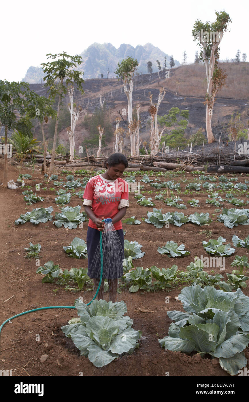 TIMOR LESTE Vegetable and fruit garden, communally farmed, in Kutepe ...