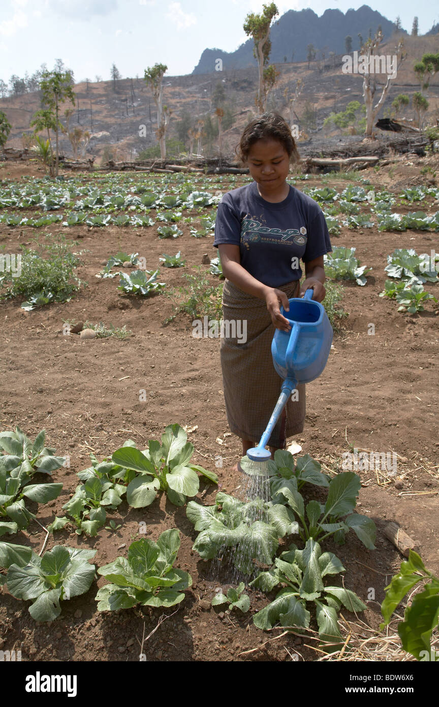 TIMOR LESTE Vegetable and fruit garden, communally farmed, in Kutepe ...