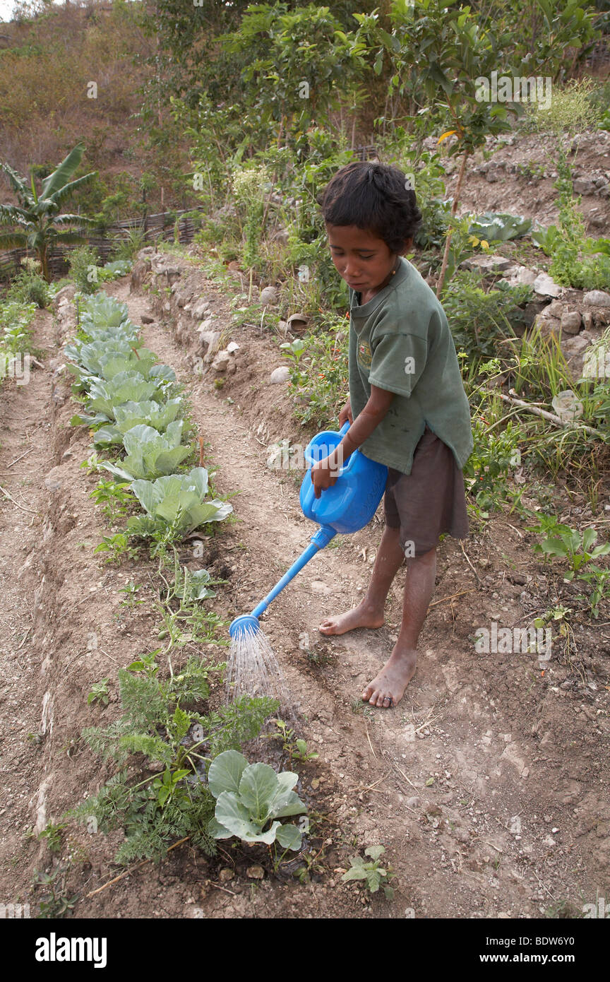 TIMOR LESTE Girl watering vegetable garden, Oecussi-Ambeno PHOTOGRAPH ...