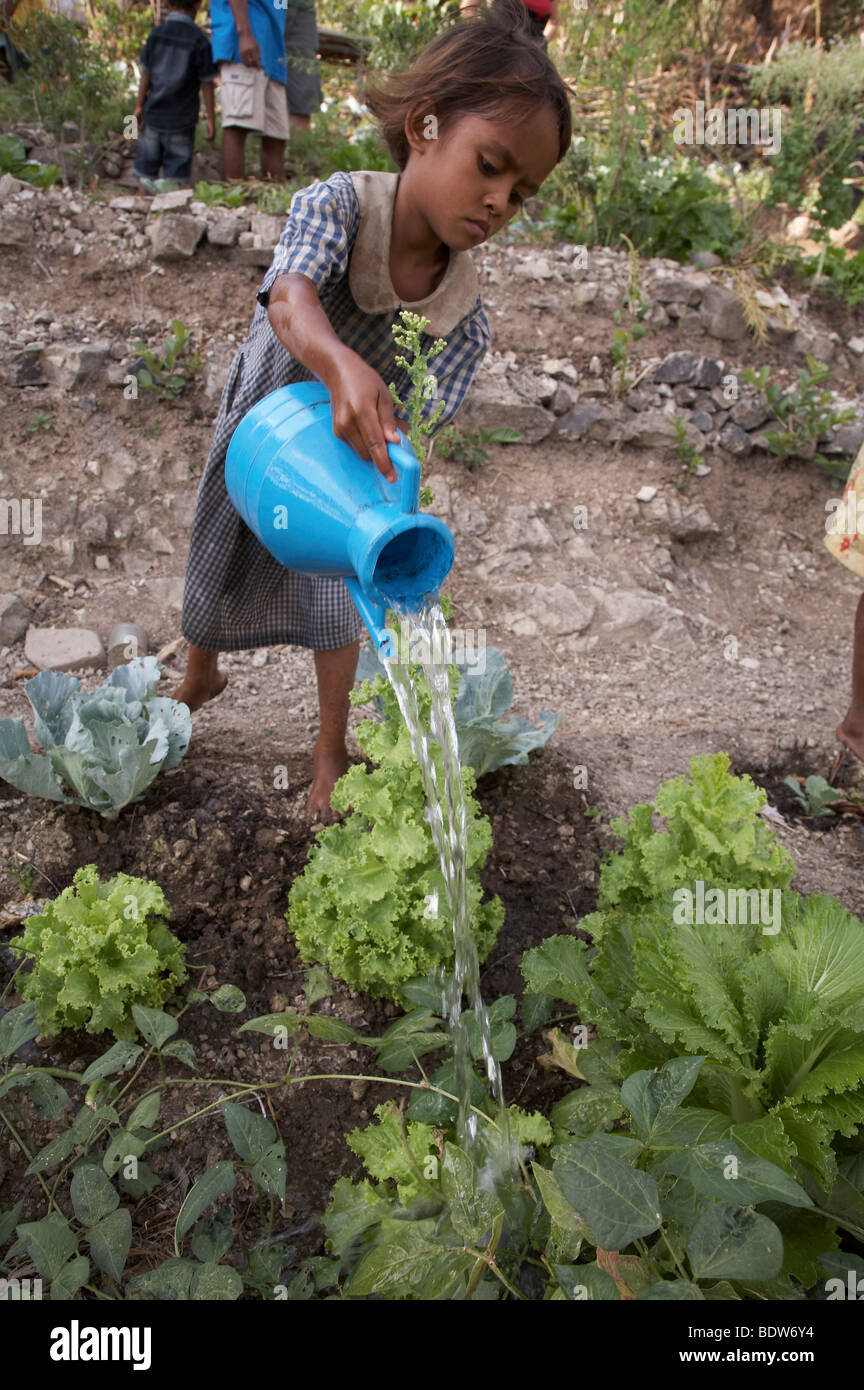 TIMOR LESTE Girl watering vegetable garden, Oecussi-Ambeno PHOTOGRAPH ...