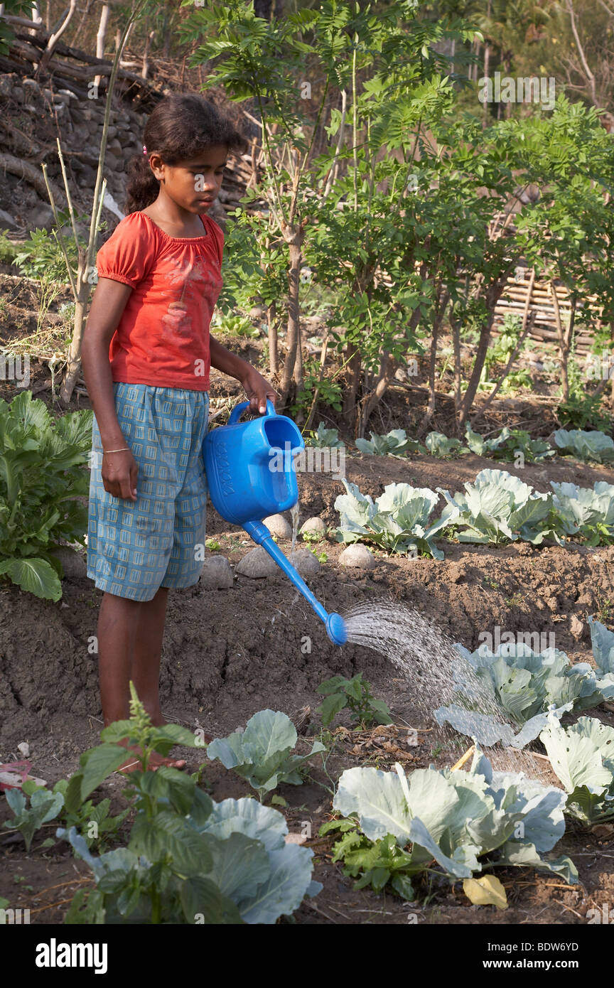 TIMOR LESTE Girl watering vegetable garden, Oecussi-Ambeno PHOTOGRAPH ...