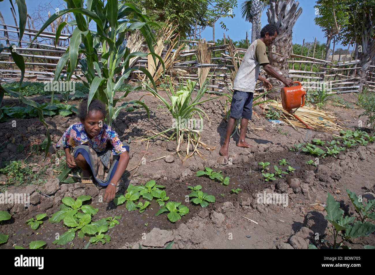 TIMOR LESTE Armanda Suni and husband Sebastian Anin cultivating ...