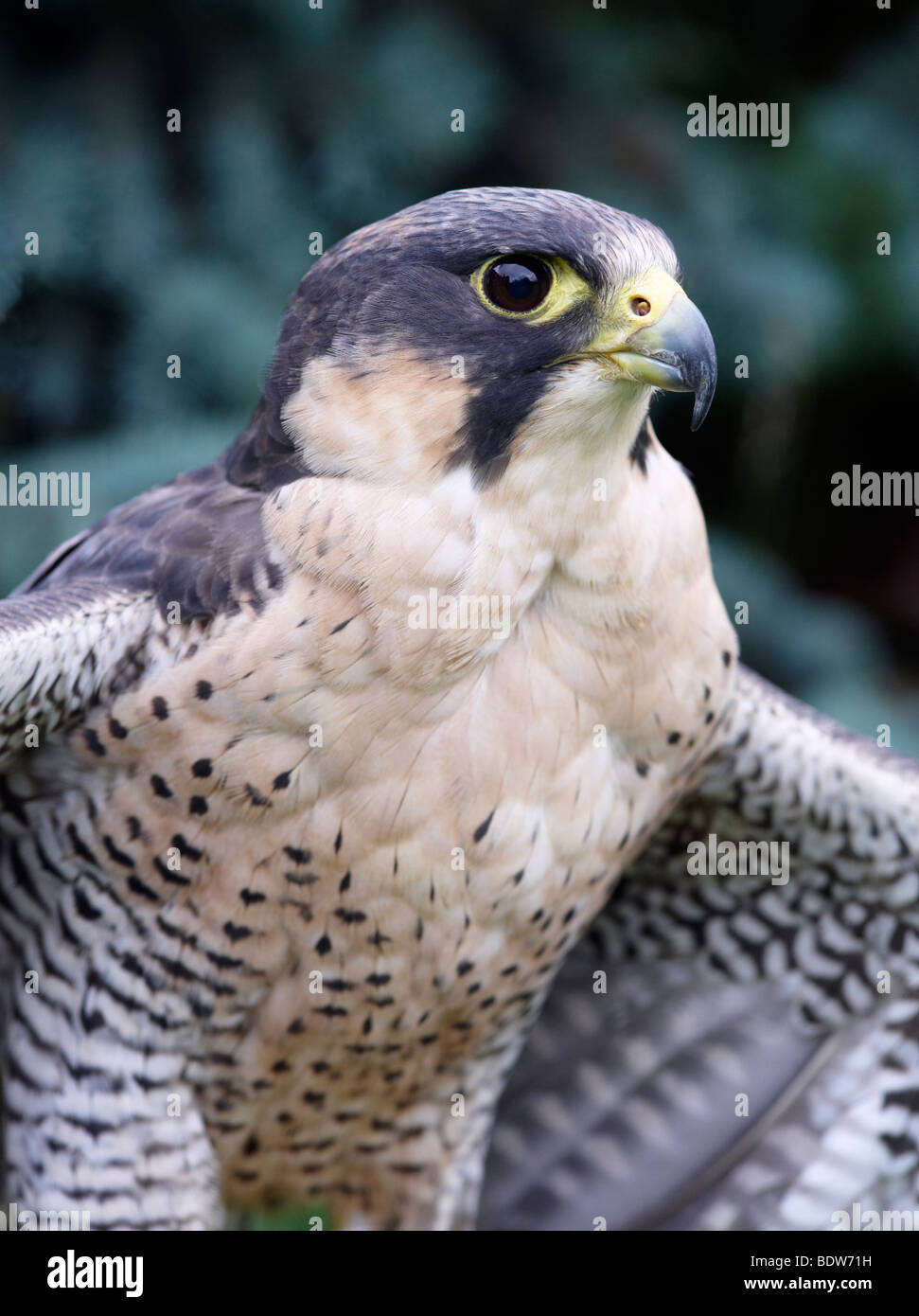 Peregrine lanner falcon falco perigrinus hi-res stock photography and ...