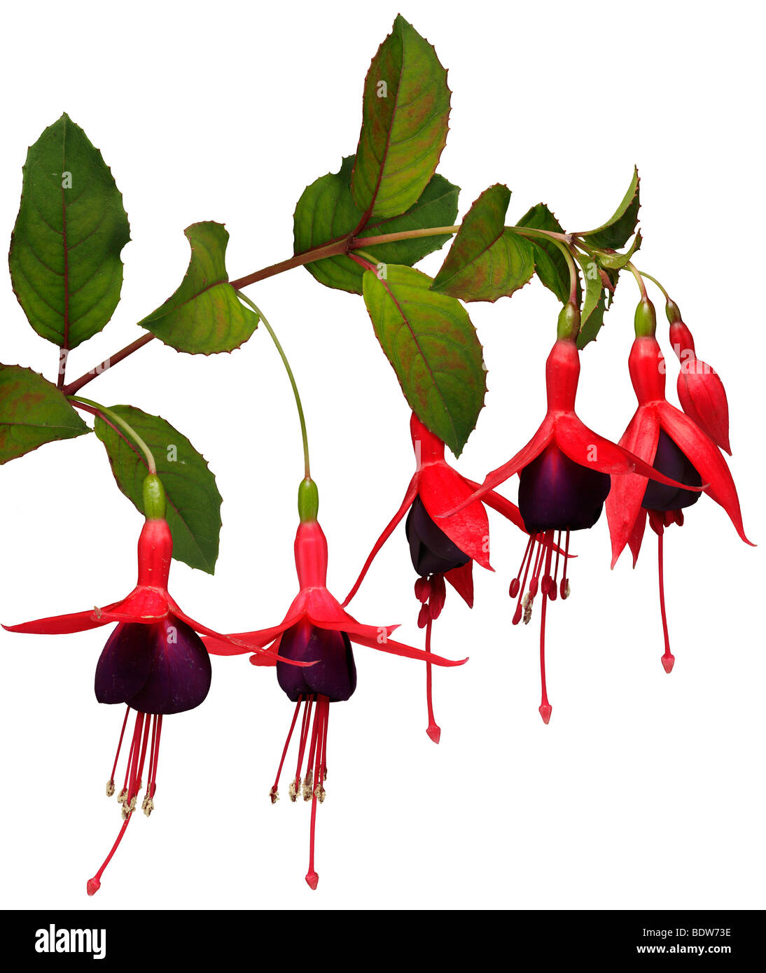 branch of red and blue fuchsias Stock Photo - Alamy