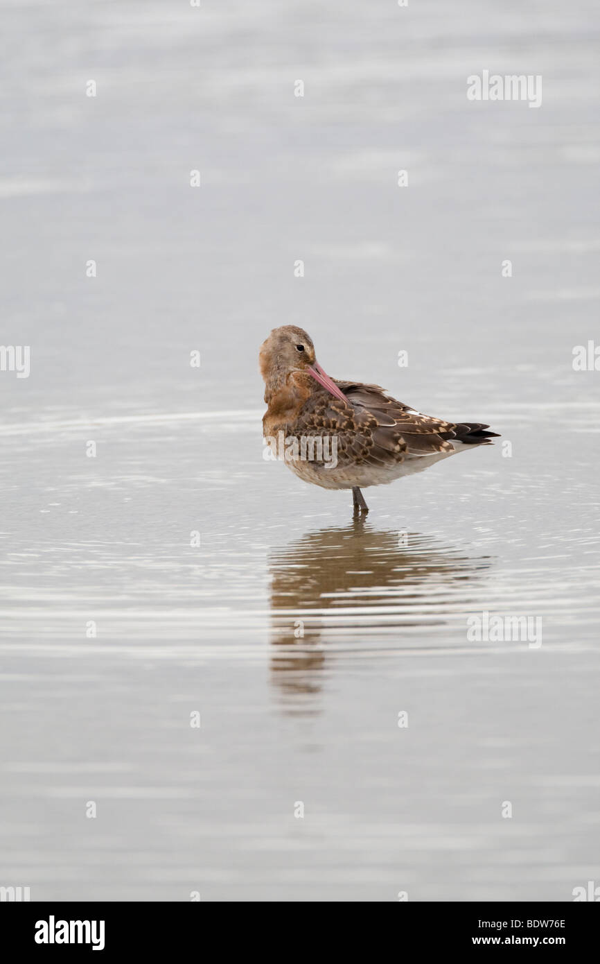 Black-tailed Godwit Limosa limosa preening Essex UK early autumn Stock ...