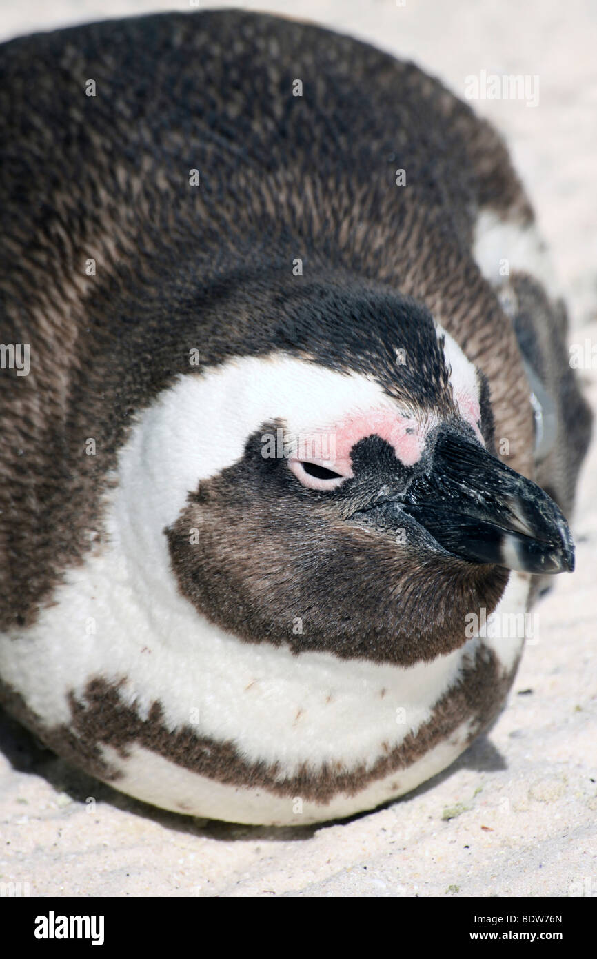 Lone Penguin On The Beach High Resolution Stock Photography and Images ...