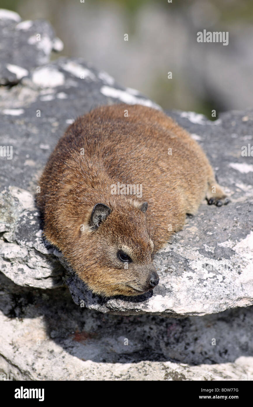 Cape or Rock Hyrax Procavia capensis Basking In The Sun On Top Of Table ...