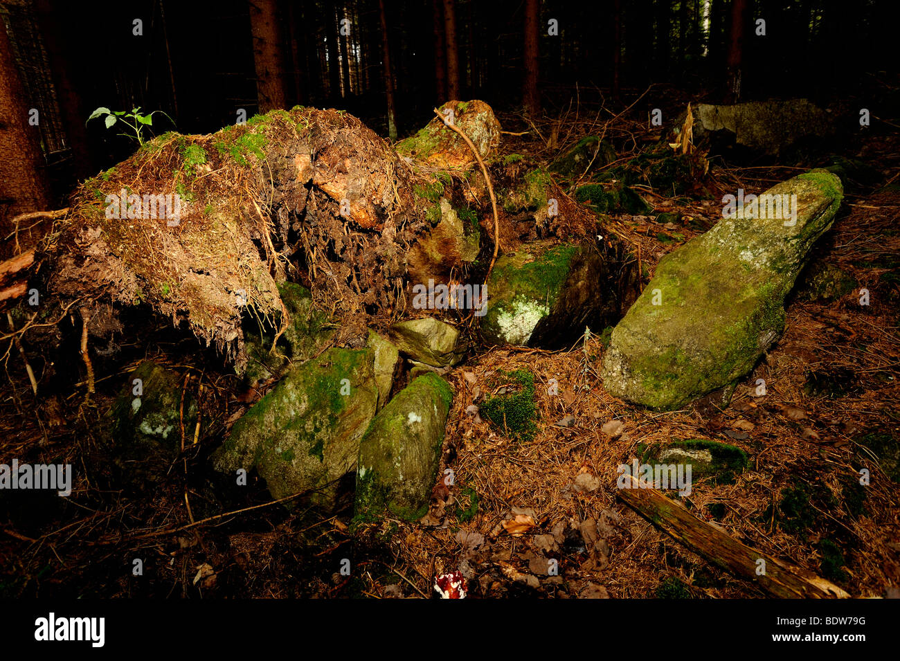 The Bohemian Forest mountain range, Sumava National Park, Böhmerwald ...