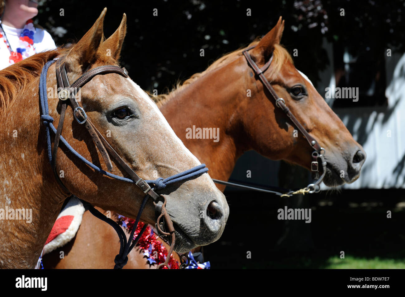 Horse in Patriotic Parade Stock Photo - Alamy