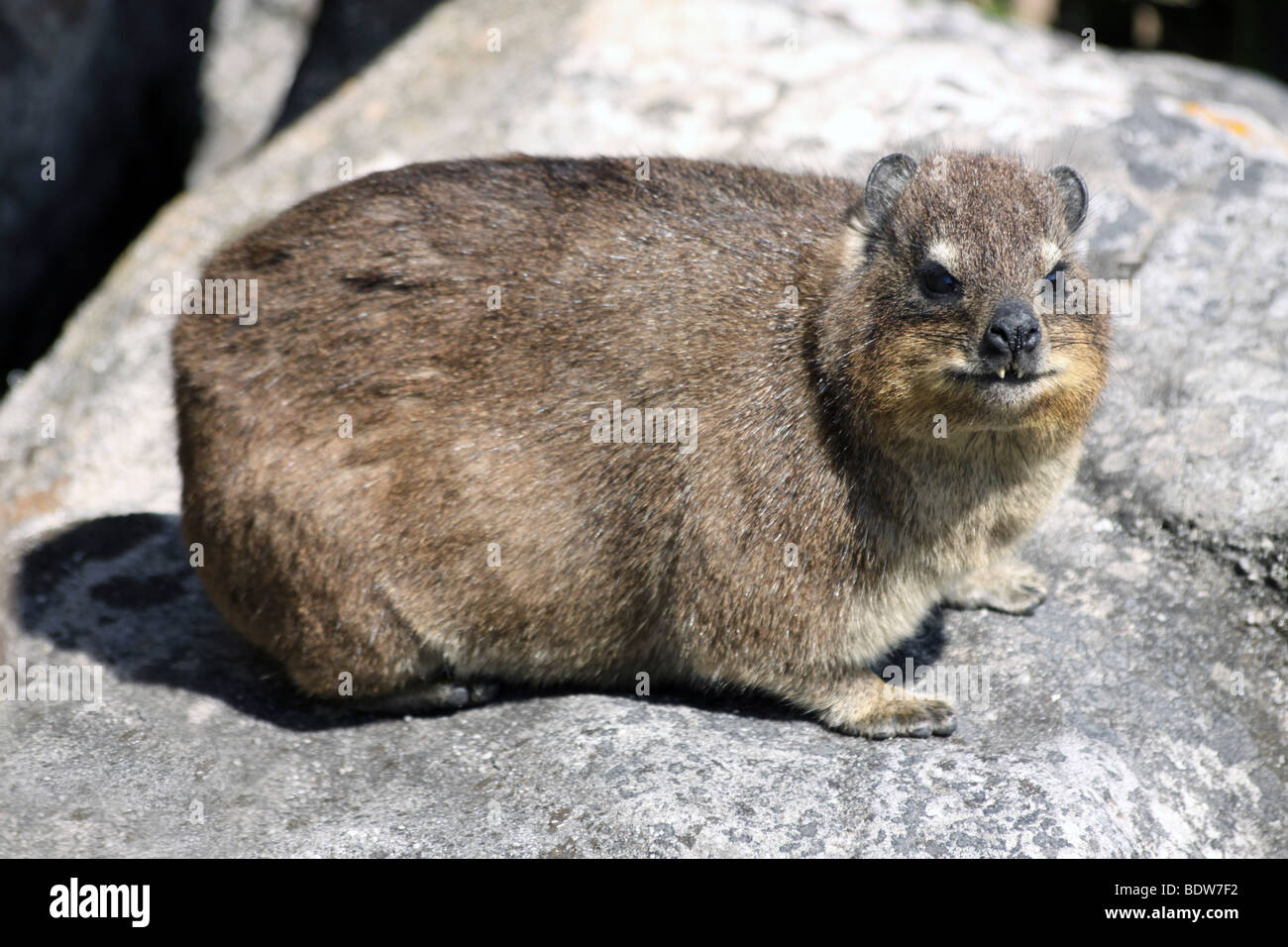 African hyraxes hi-res stock photography and images - Alamy
