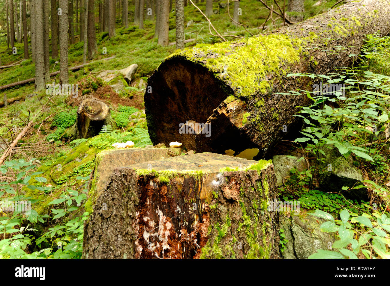 The Bohemian Forest mountain range, Sumava National Park, Böhmerwald ...