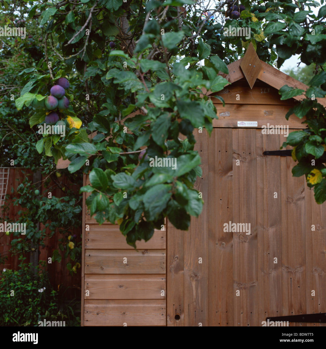Wooden garden shed under a plum tree Stock Photo - Alamy