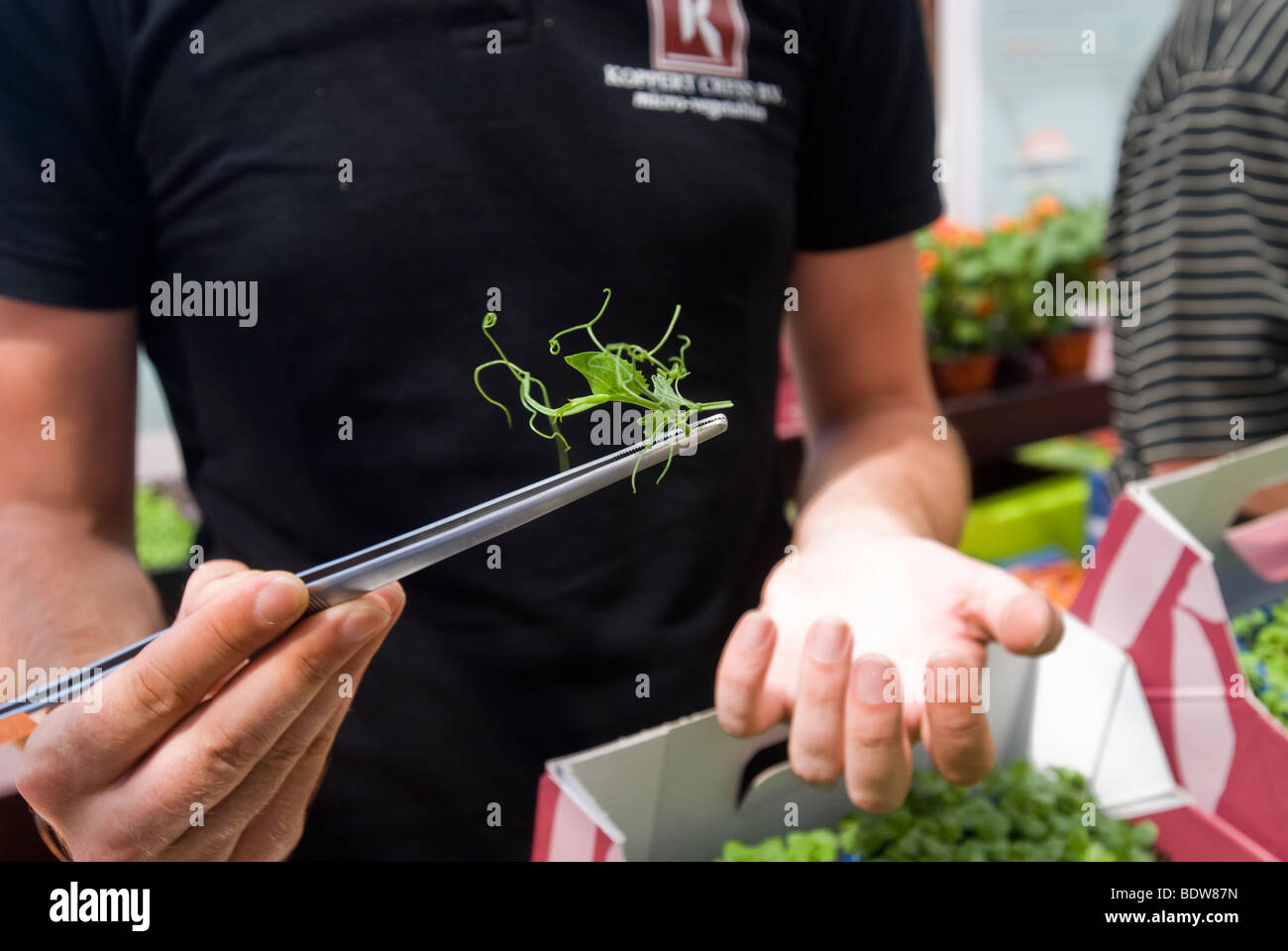 Micro-vegetables farmed in greenhouses are displayed at an exhibit in ...