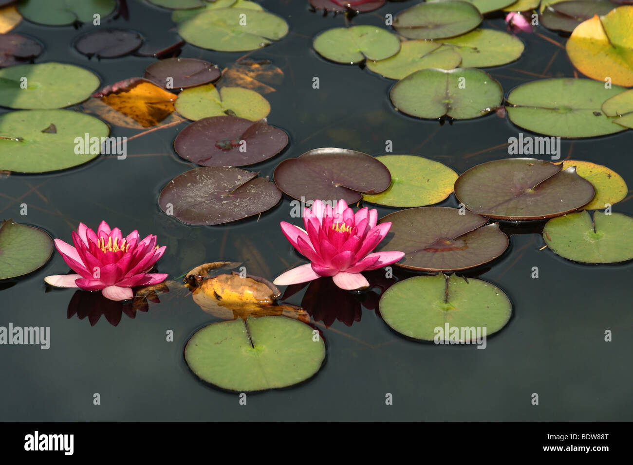 Lily nymphaea hi-res stock photography and images - Alamy