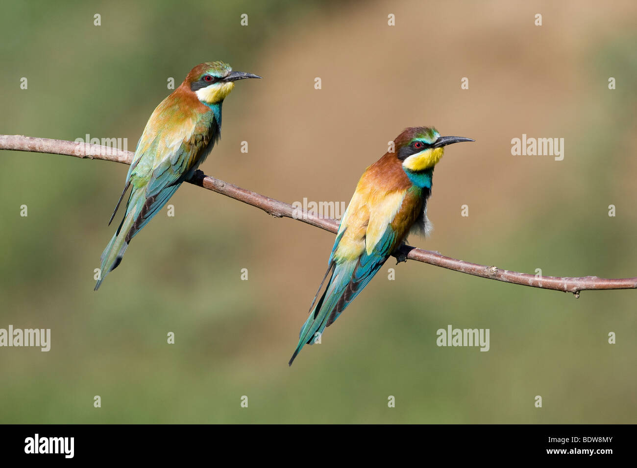 Two european bee eaters hi-res stock photography and images - Alamy