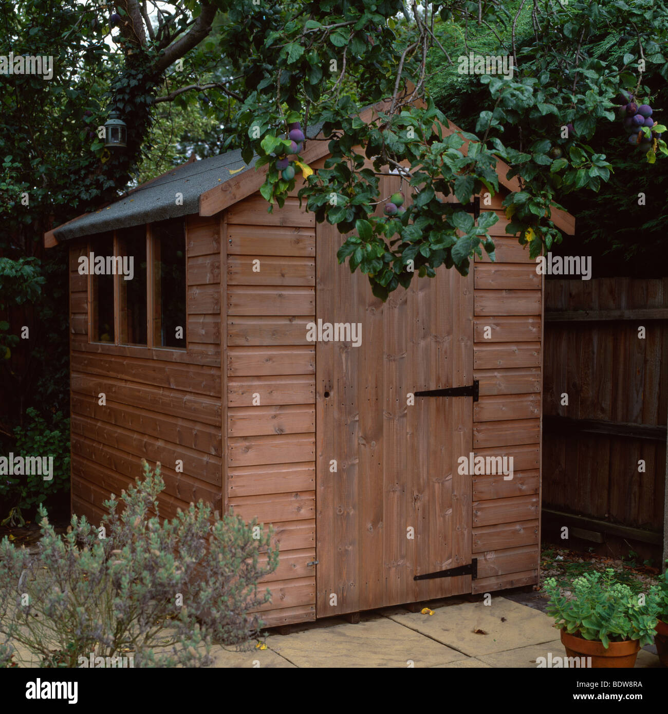 Wooden garden shed under a plum tree Stock Photo - Alamy