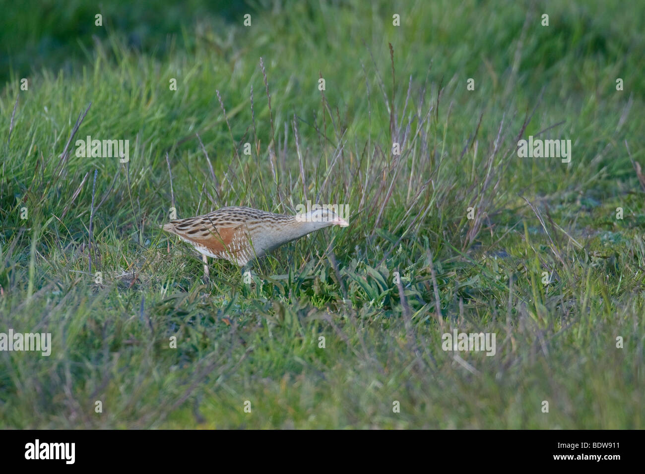 Corncrake Crex crex adult breaking cover. South Uist, Western Isles ...
