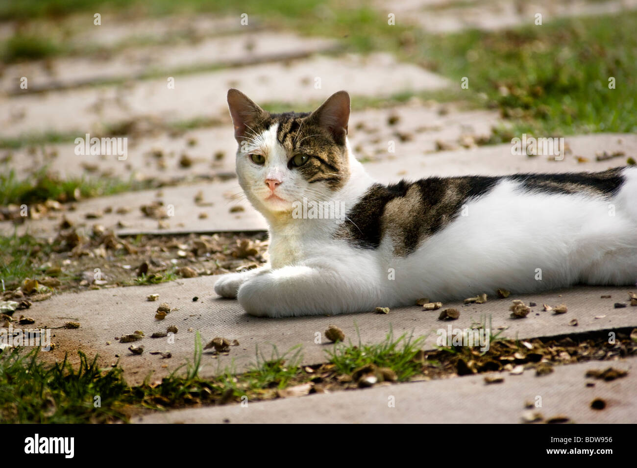 Tabby & white tom cat ( snowy )relaxes in the morning sunshine ...