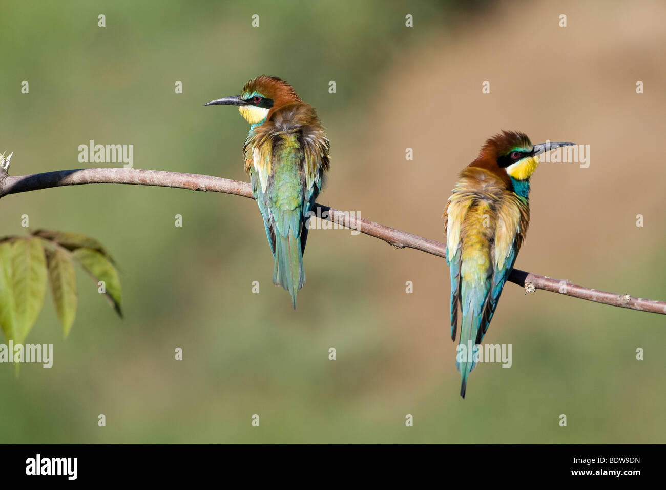 Two european bee eaters hi-res stock photography and images - Alamy