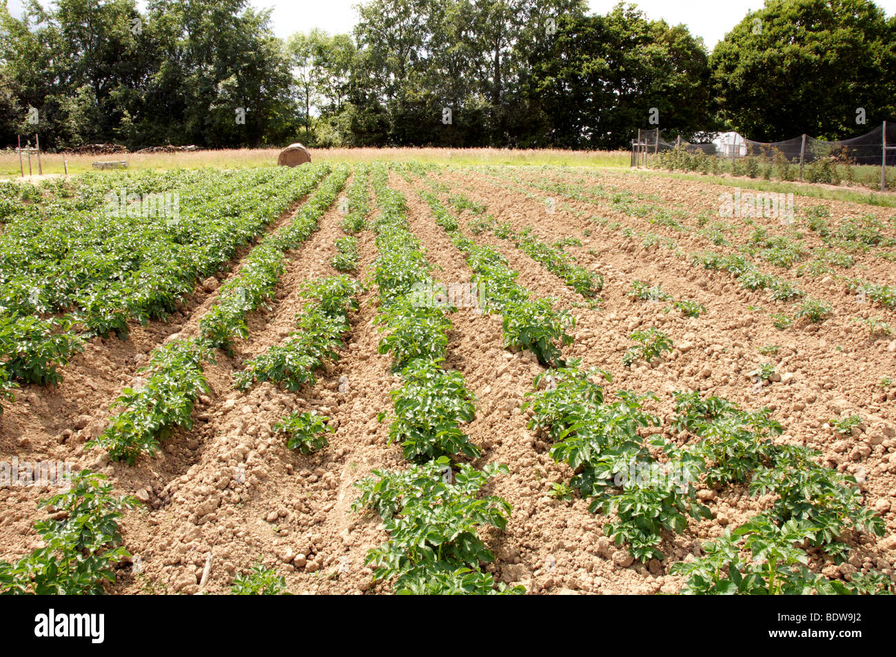 A vegetable garden in the Kent countryside Stock Photo - Alamy