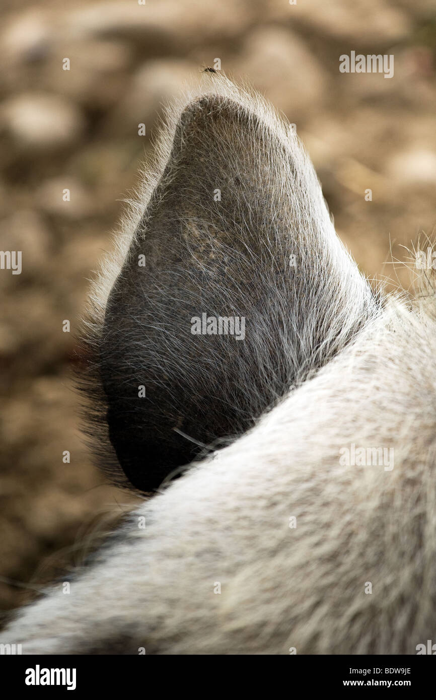 Pigs ear hi-res stock photography and images - Alamy