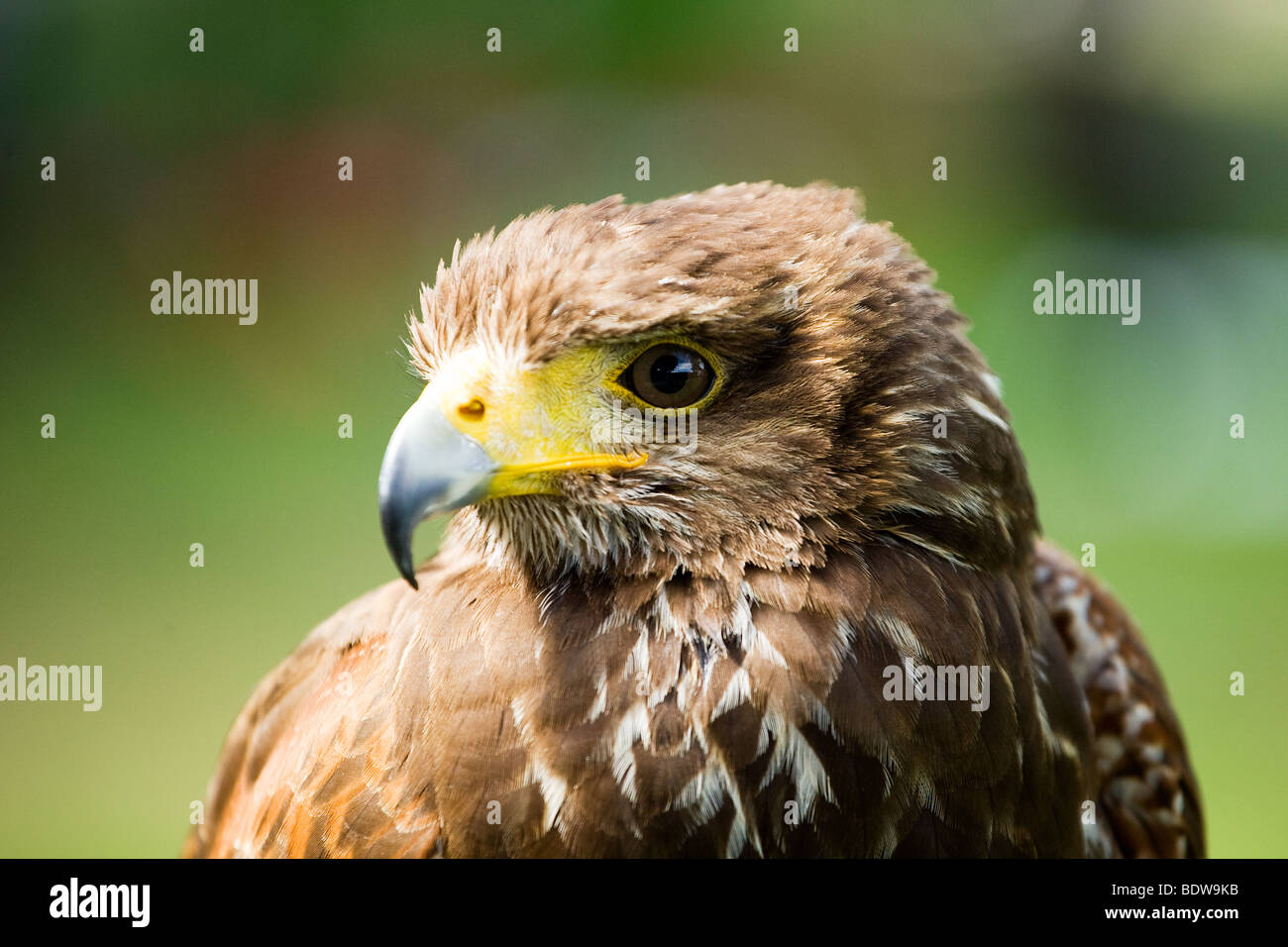 Bay winged hawk hi-res stock photography and images - Alamy