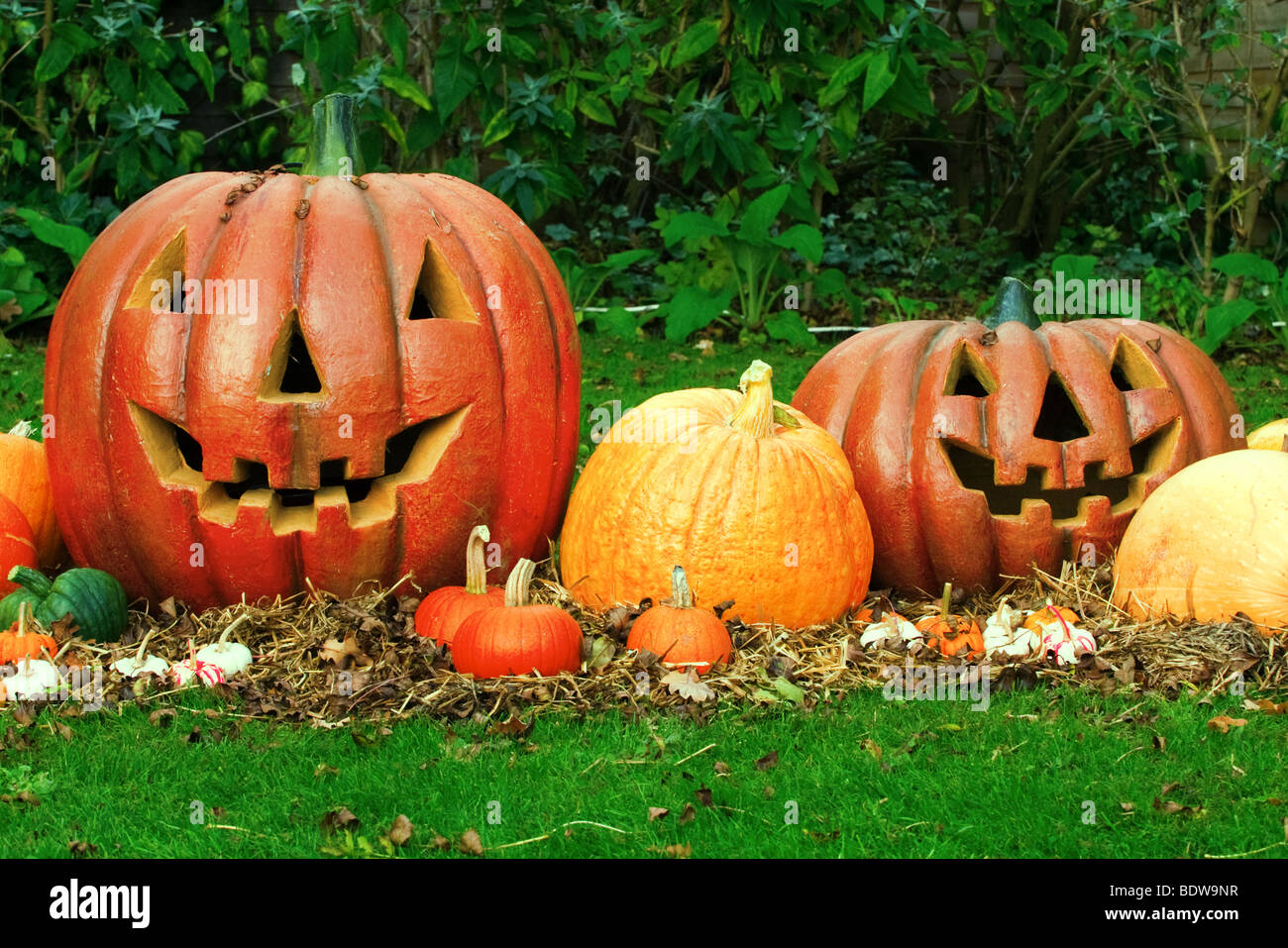 Two pumpkins. View from the front. Close up Stock Photo - Alamy