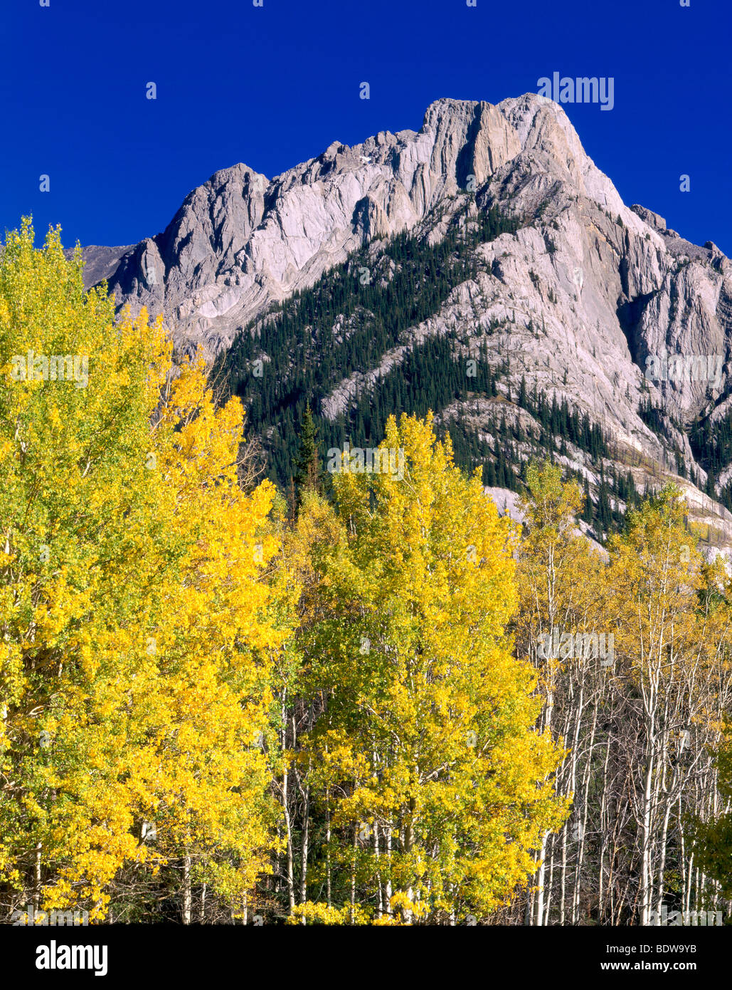 Golden aspen trees (Populus tremuloides) and the Sawback Range of Banff ...